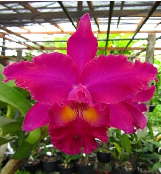 Orchid Seedling 50mm Pot Size - Cattleya George Suzuki – Orchids-R-Us