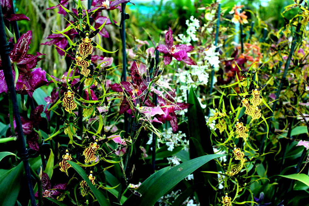 Oncidium Orchids – Orchids-R-Us