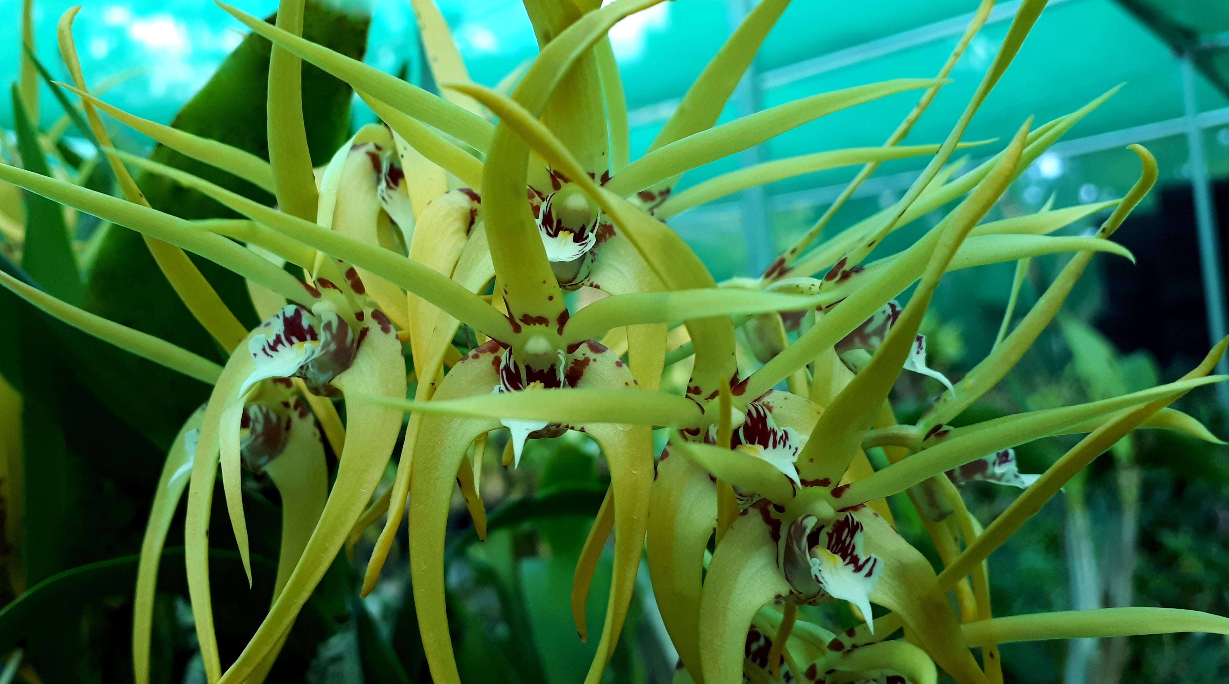 Australian Native Orchids – Orchids-R-Us