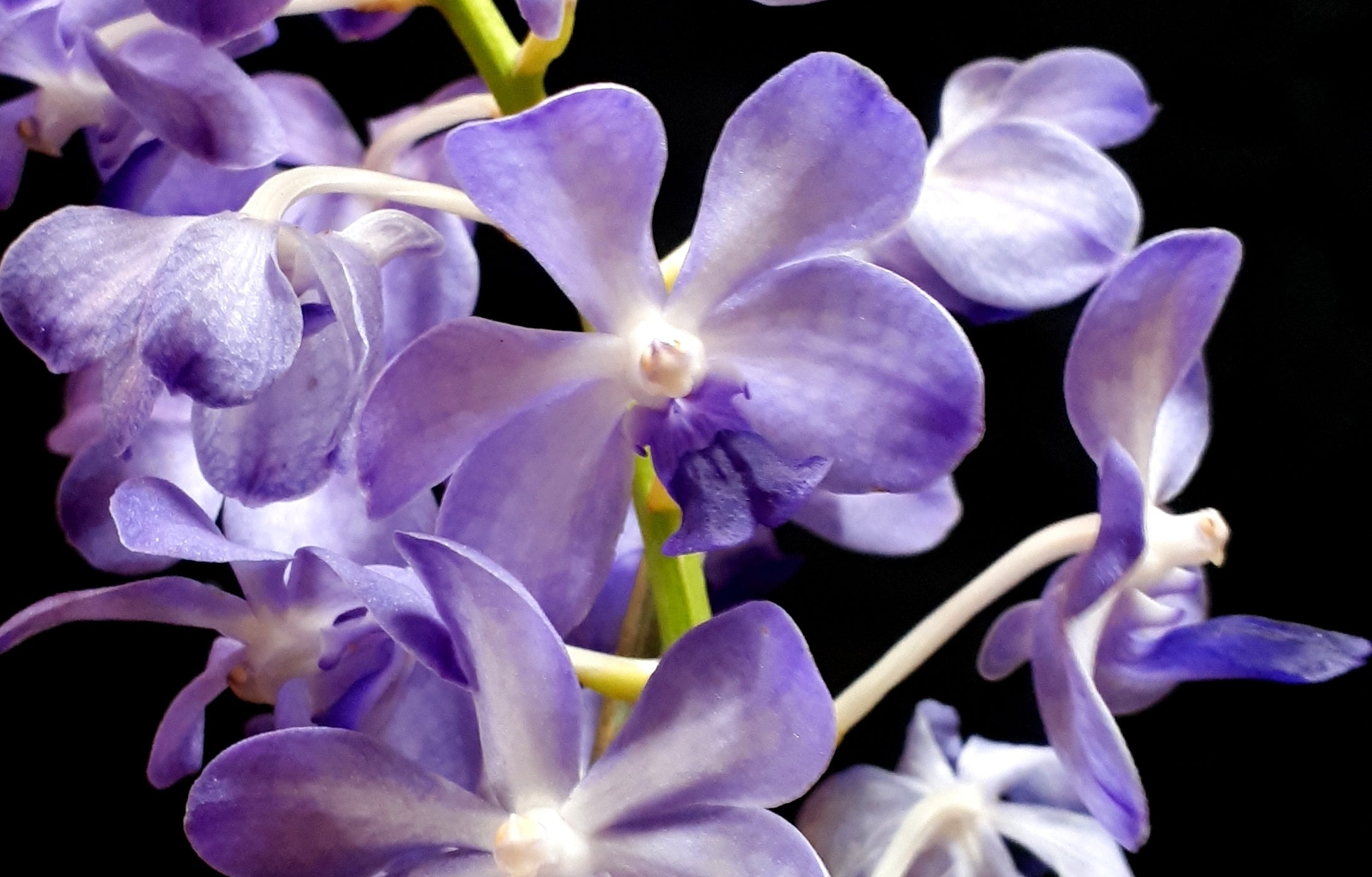 Vanda Orchids – Orchids-R-Us