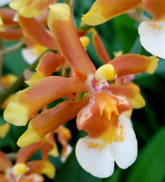 Flask - Oncidium Wilsonara Hilo Firecracker 'Lucky Strike' – Orchids-R-Us