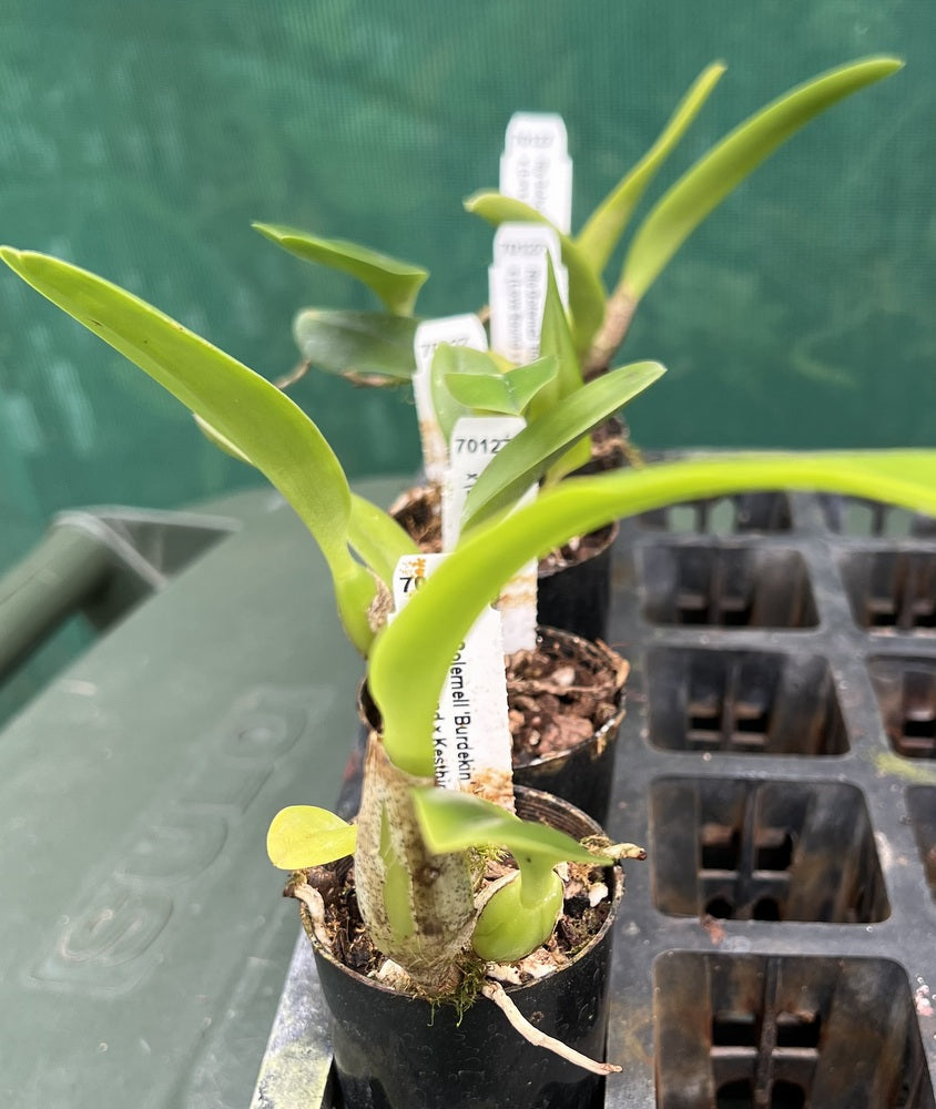 Orchid Seedling 50mm Pot Size - Cattleya Goldernell x (Love Sound x Ke ...