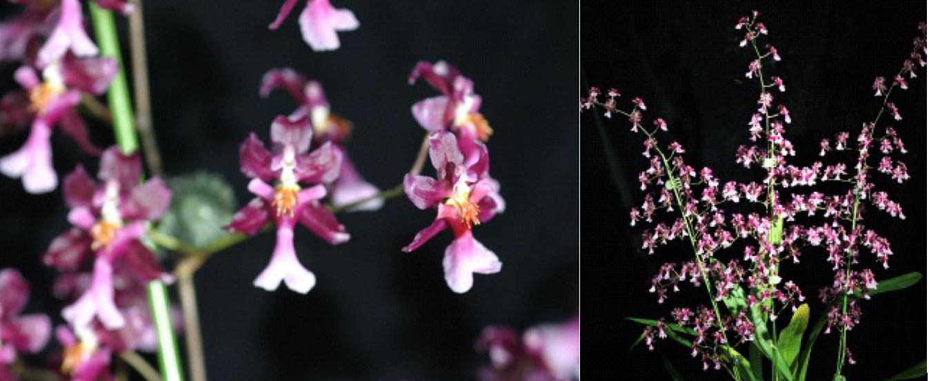 Orchid Seedling 50mm Pot Size - Oncidium Jairak Fragrance 'Bordeux ...