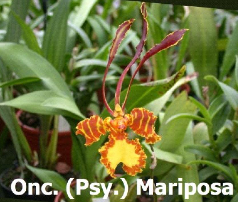 Flask - Oncidium (Psy) Mariposa (Shorter Flower Stem) – Orchids-R-Us