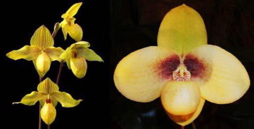 Slipper or Paphiopedilum Orchids – Orchids-R-Us
