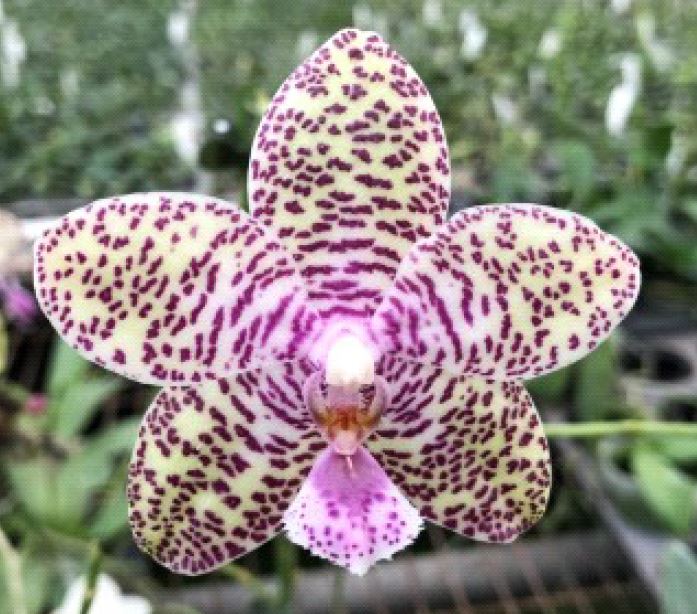 Flask - Phalaenopsis Natasha 'Aeiko' – Orchids-R-Us