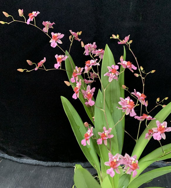 Flowering Size Plant - Oncidium Tsiku Marguerite 'Pink Fantasy ...