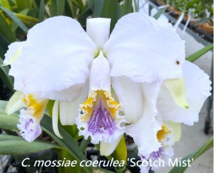 Flask - Cattleya mossiae coerulea (Scotch Mist x Wilson Select) specie ...