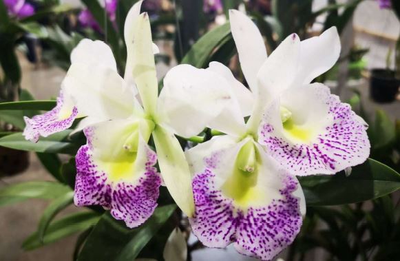 Flask - Cattleya Bc. Hawaii Stars 'Hsinying' – Orchids-R-Us