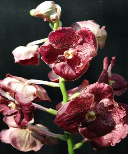 Vanda Orchids – Orchids-R-Us